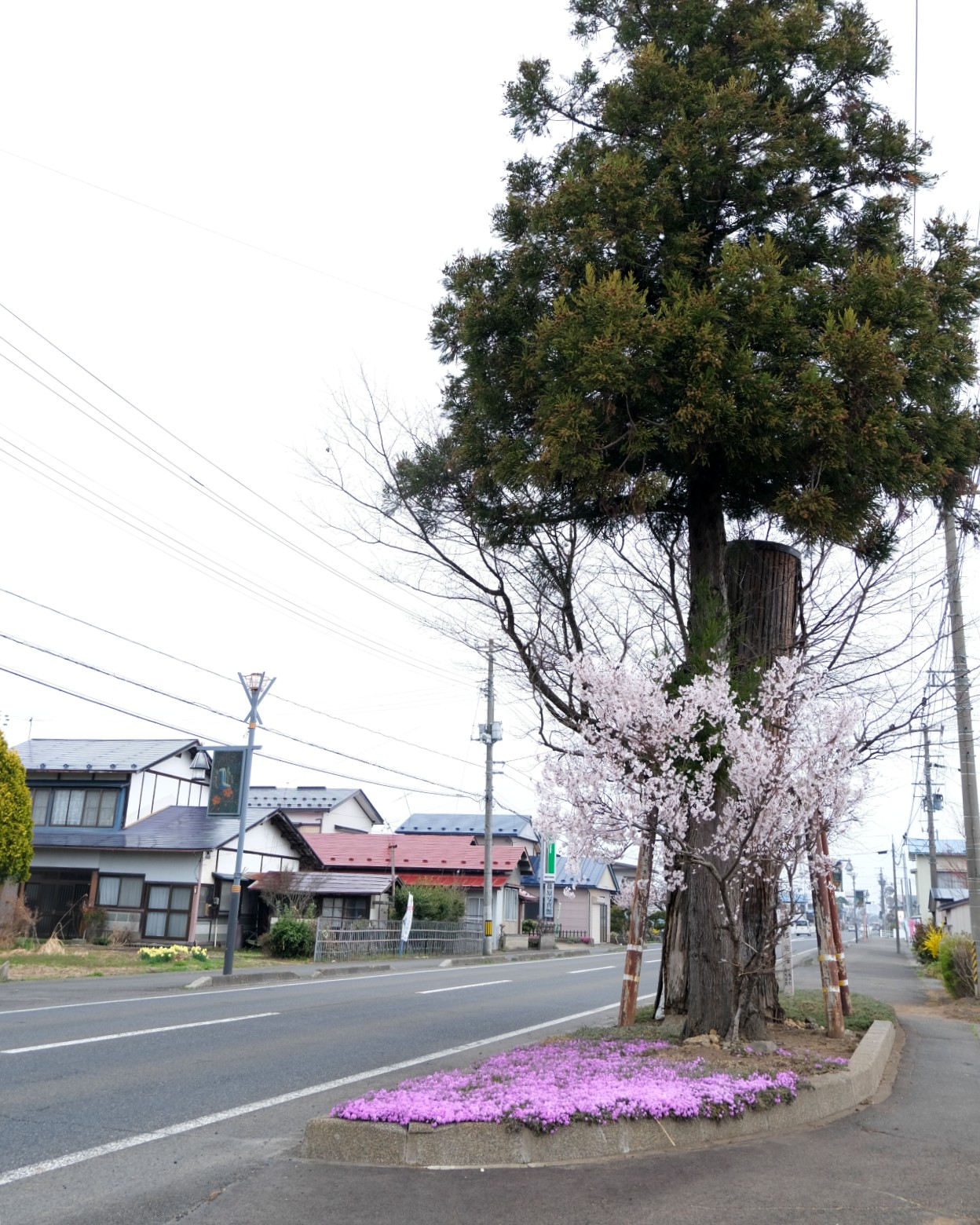 石鳥谷の桜スポット – DO・RI・YA ～石鳥谷地域情報発信サイト～