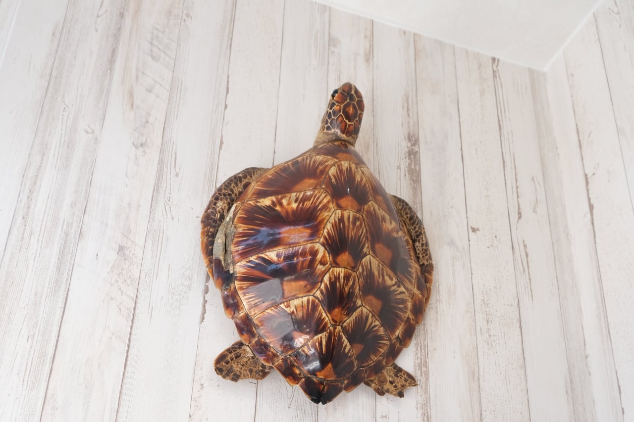 小さな定食屋「パーラーたかいち」 – DO・RI・YA ～石鳥谷地域情報発信サイト～